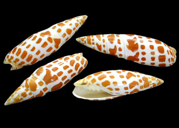 涡螺总科 Volutacea 蓝色动物学（中国动物学科普）